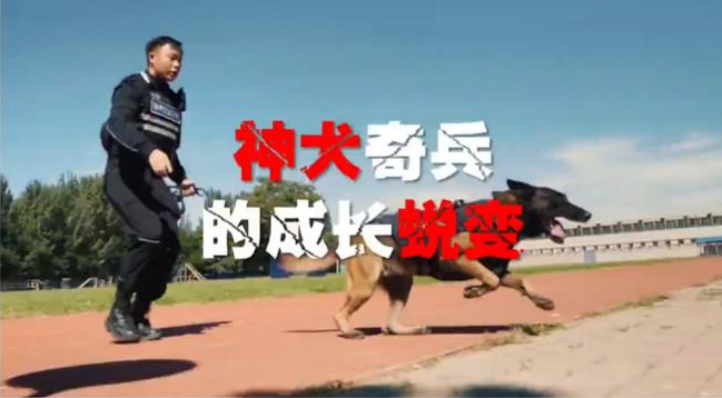 Sinogene and the Cloned Police Dog: Sinogene